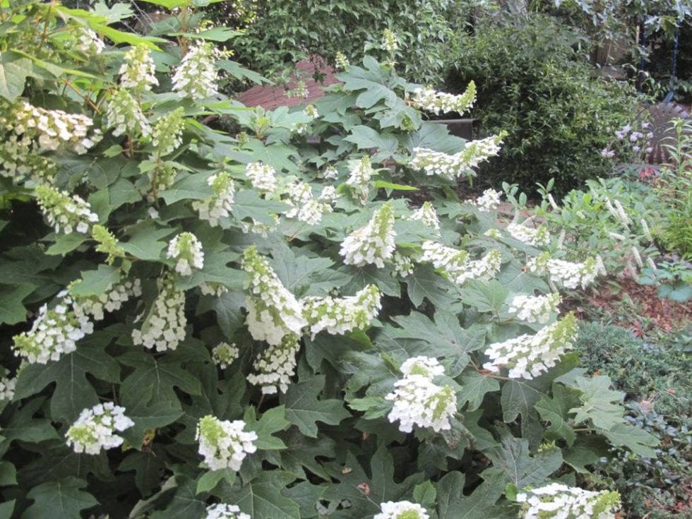 Hydrangea quercifolia 'Ice Crystal' ® | Felix & Dykhuis BV