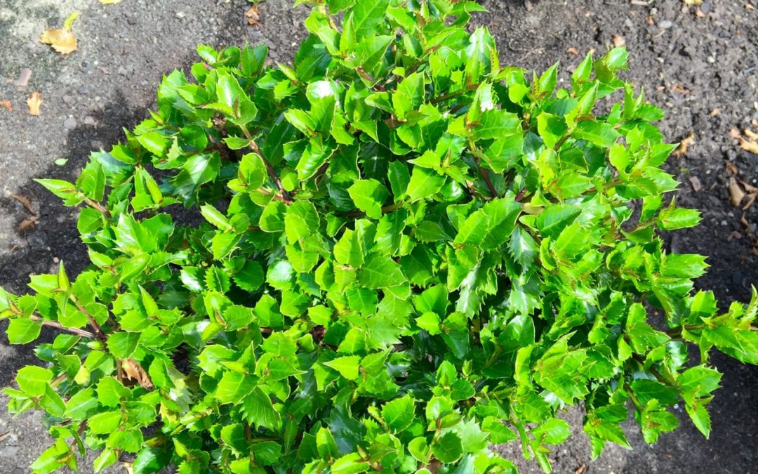 Ilex meserveae 'Little Rascal' ® | Felix & Dykhuis BV