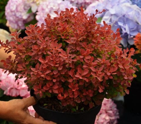 Berberis thunbergii 'Ruby Star' | Felix & Dykhuis BV