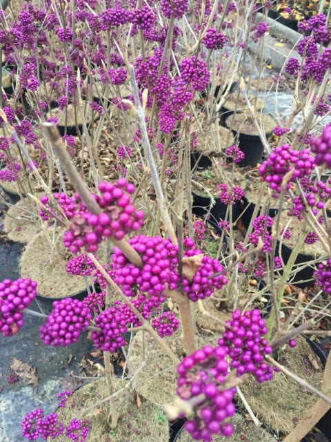 Callicarpa bodinieri 'Autumn Glory' | Felix & Dykhuis BV