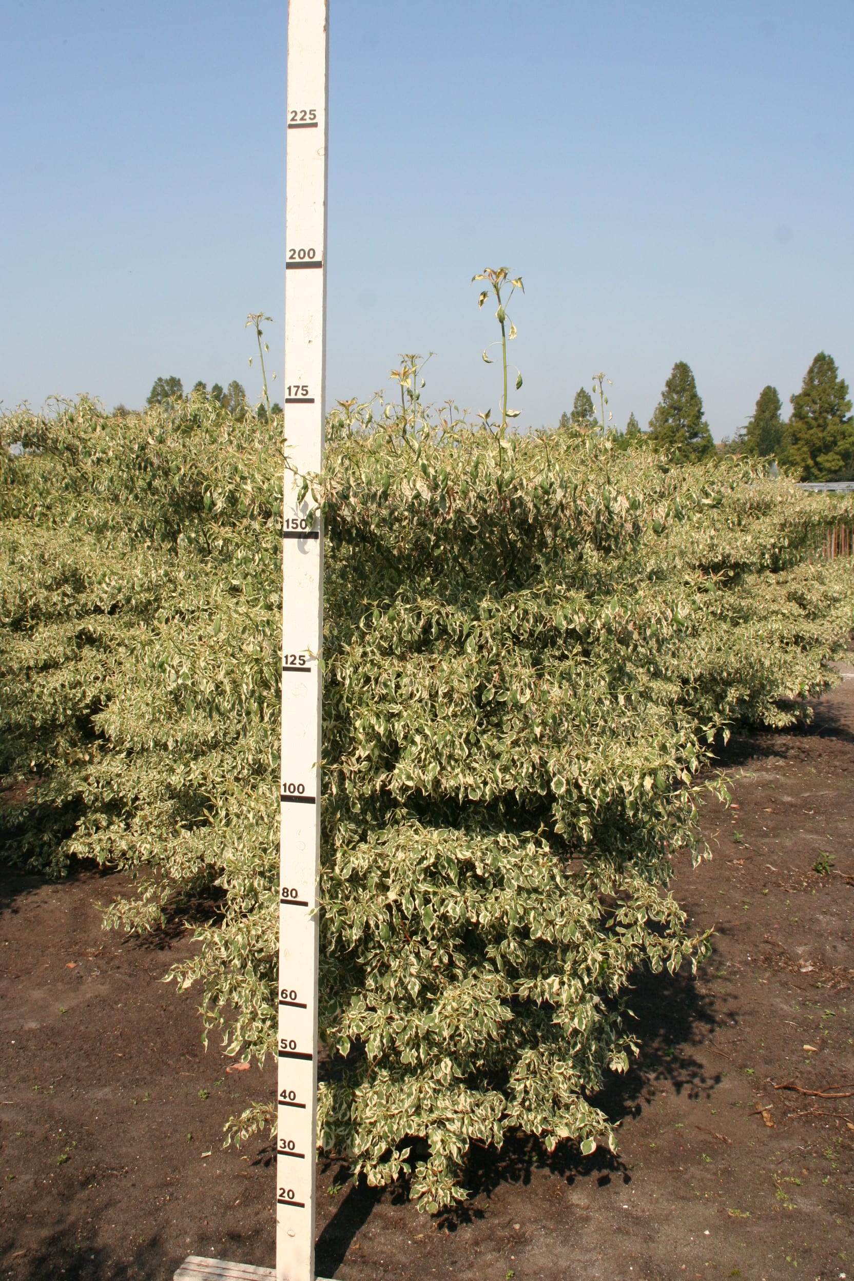 Cornus alternifolia 'Argentea' 175-200 | Felix & Dykhuis BV