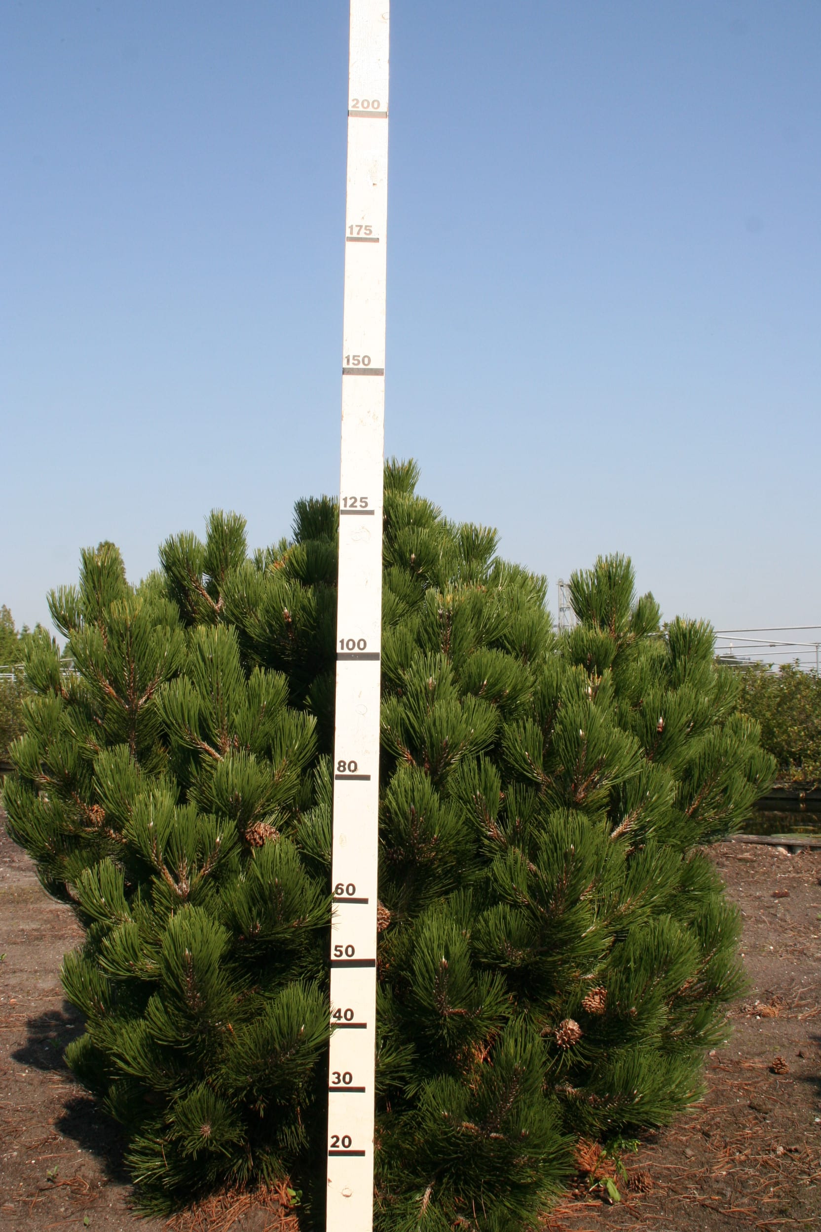 Pinus heldreichii 'Compact Gem' 150+ Sol | Felix & Dykhuis BV