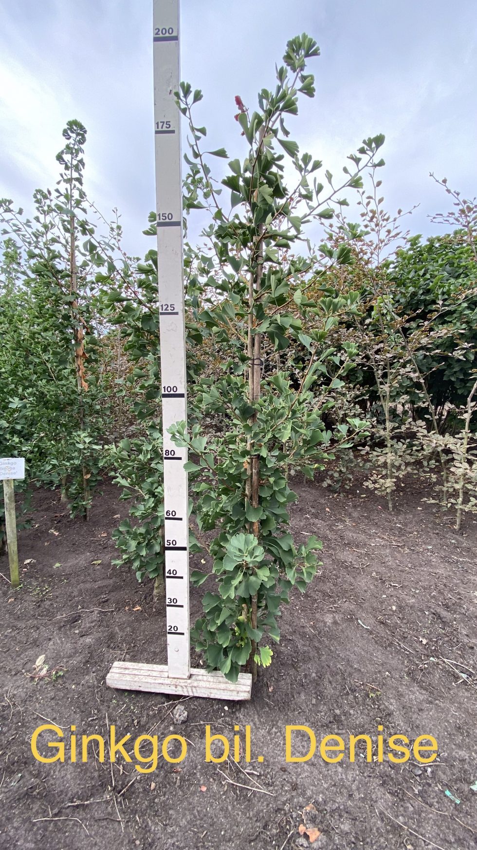 Ginkgo bil. ‘Denise’ | Felix & Dykhuis BV